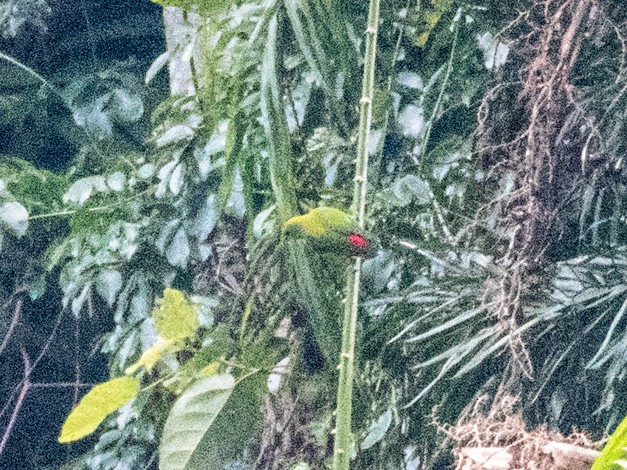 Camiguin Hanging-Parrot - eBird