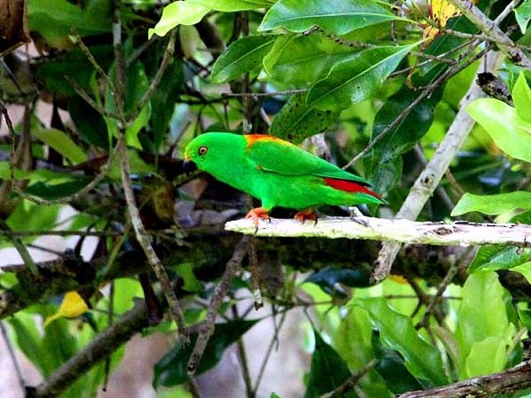 Sula Hanging-Parrot - eBird