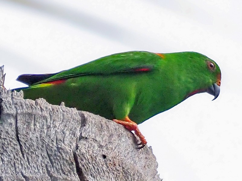 Sula Hanging-Parrot - eBird