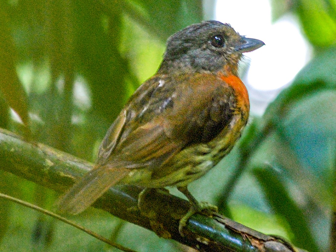 Gray-headed Broadbill - eBird