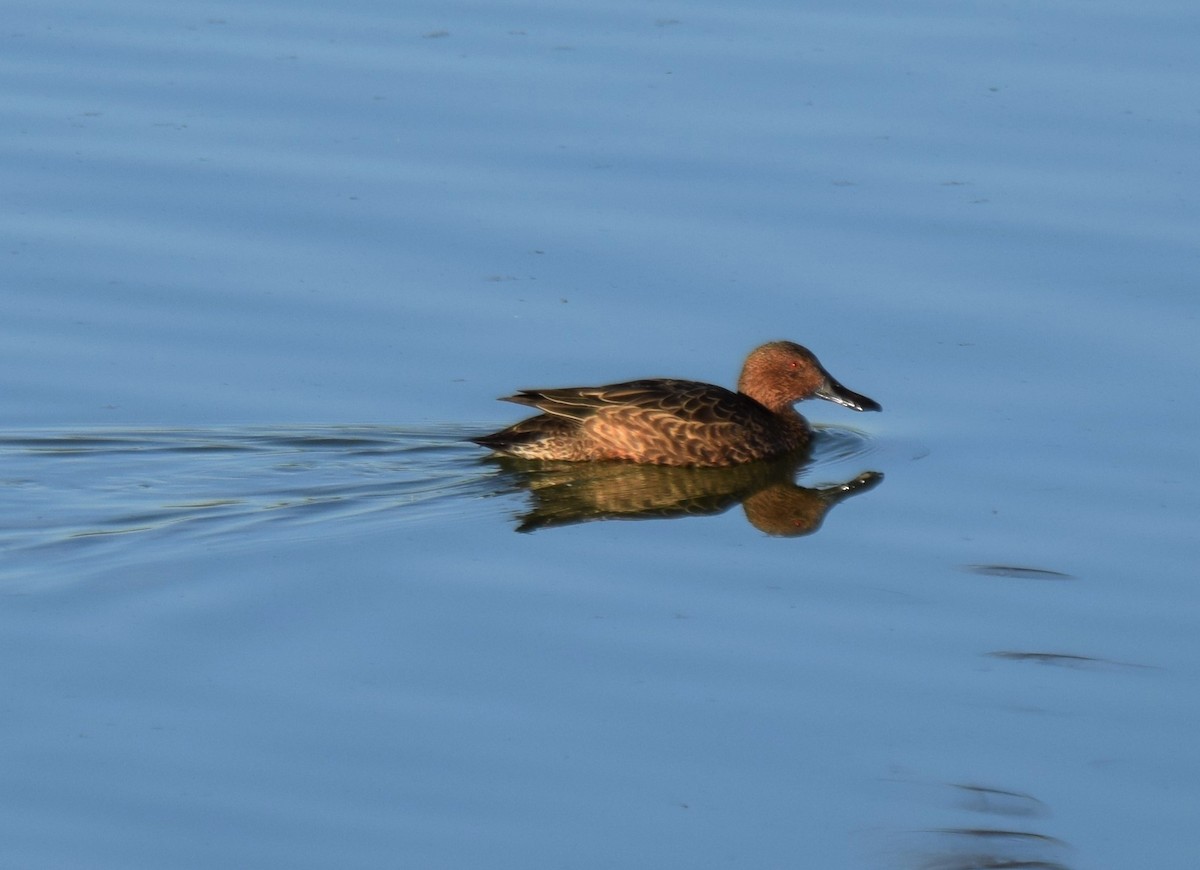 eBird Checklist - 6 Oct 2016 - Henderson Bird Viewing Preserve - 59 species