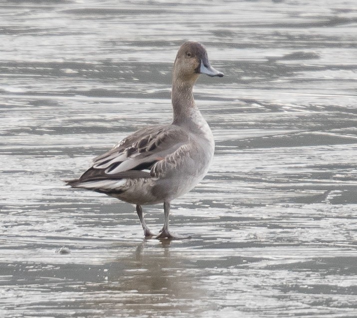 eBird Checklist - 13 Oct 2016 - Banff National Park--Vermilion Lakes ...