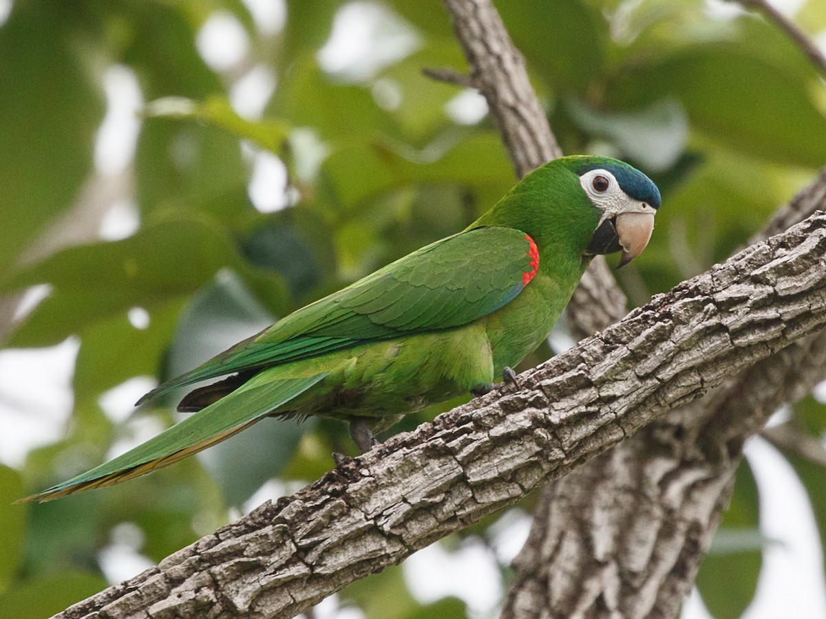 Red-shouldered Macaw - Diopsittaca nobilis - Birds of the World