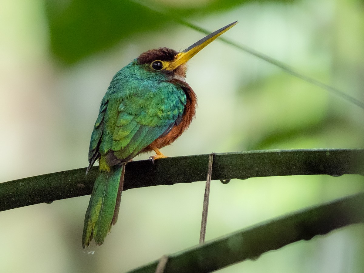 Yellow-billed Jacamar - Galbula albirostris - Birds of the World
