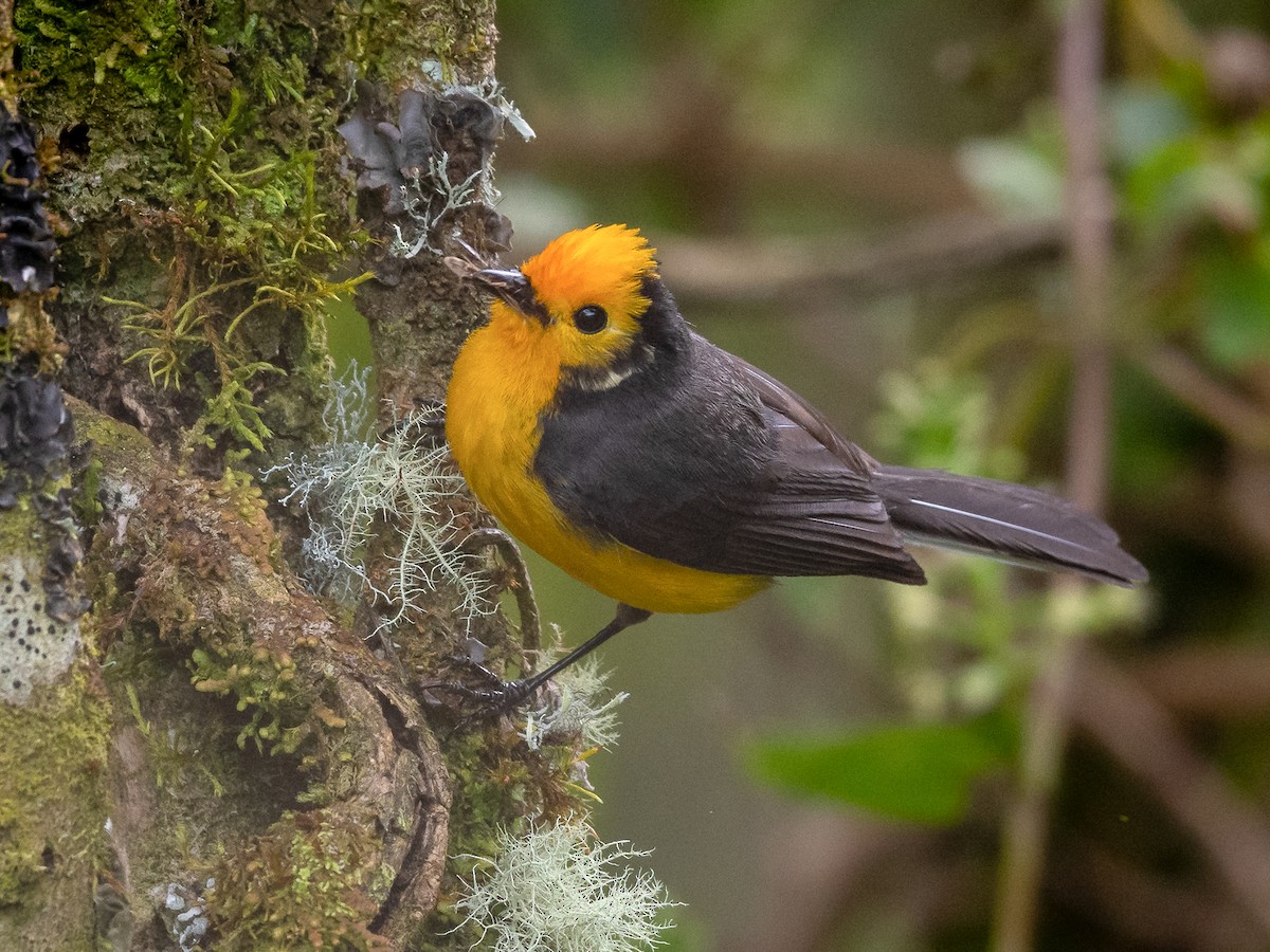 Golden-fronted Redstart - Myioborus ornatus - Birds of the World