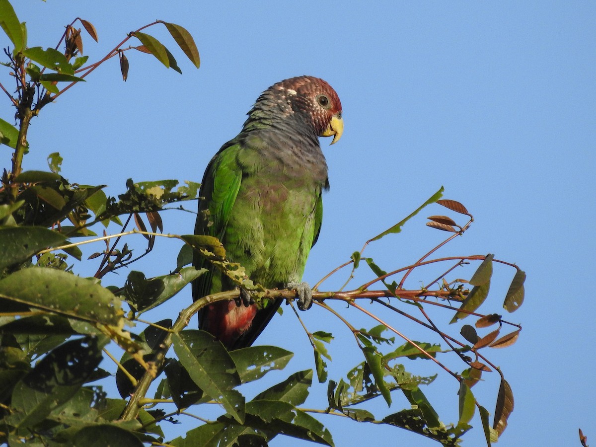 Speckle-faced Parrot - Pionus tumultuosus - Birds of the World