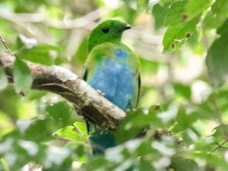 Hose's Broadbill - Calyptomena hosii - Birds of the World