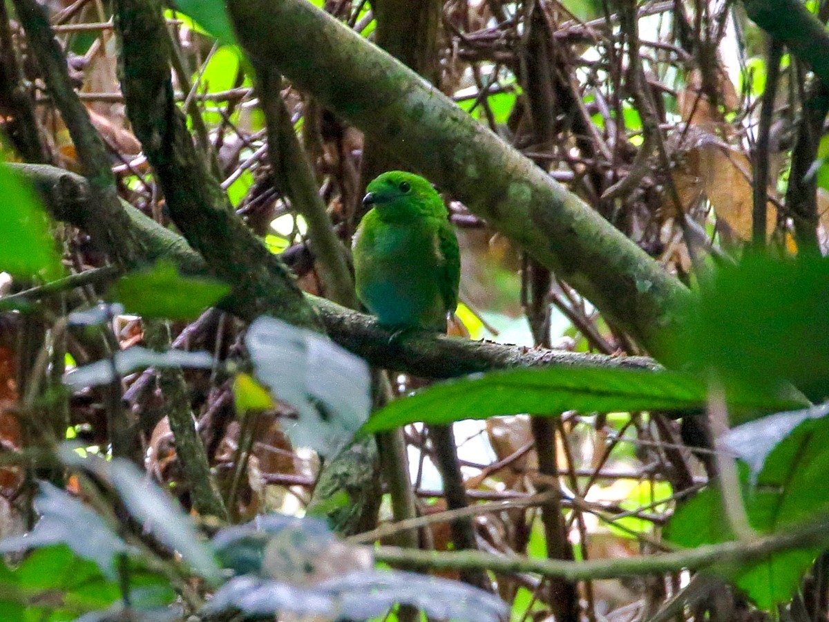 Hose's Broadbill - eBird