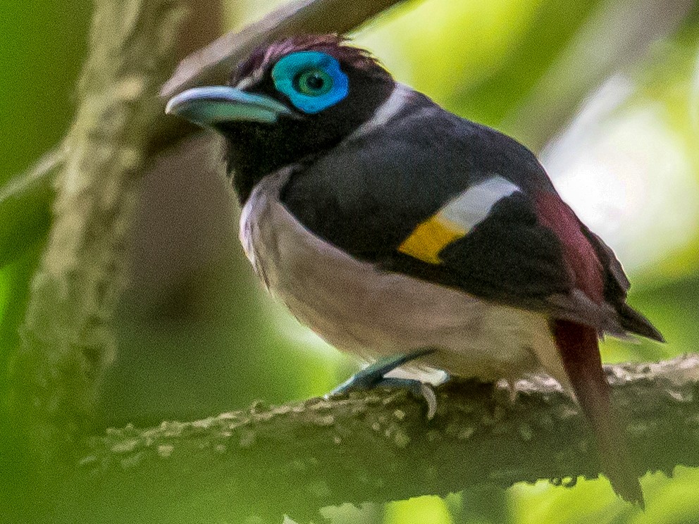 Wattled Broadbill - eBird