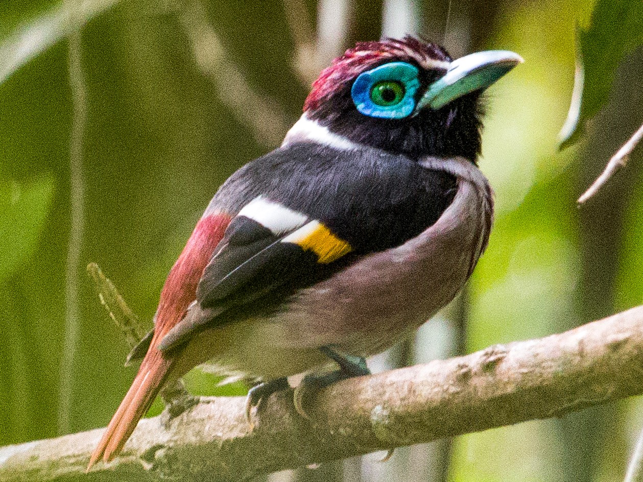 Wattled Broadbill - eBird