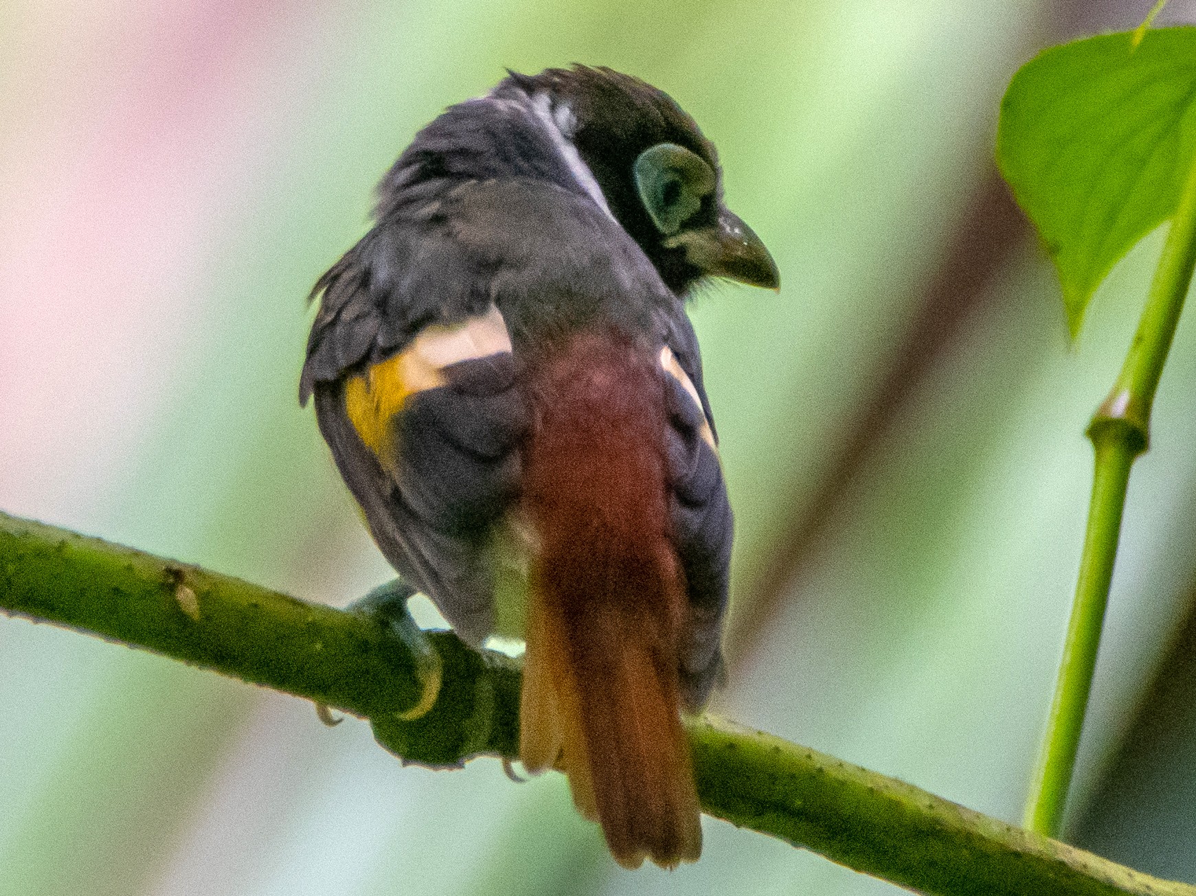 Wattled Broadbill - eBird