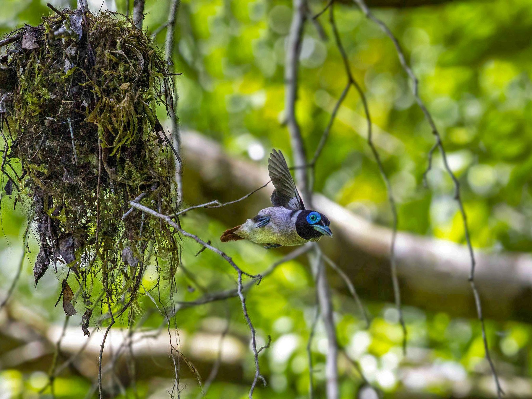 Wattled Broadbill - eBird