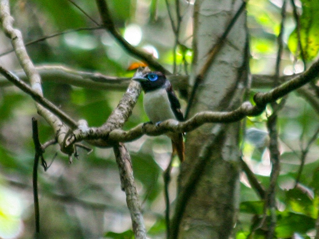 Visayan Broadbill - eBird