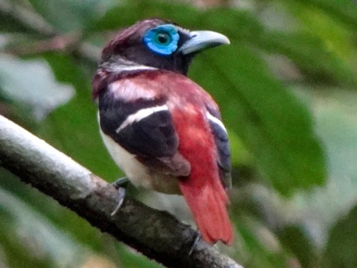 Visayan Broadbill - eBird