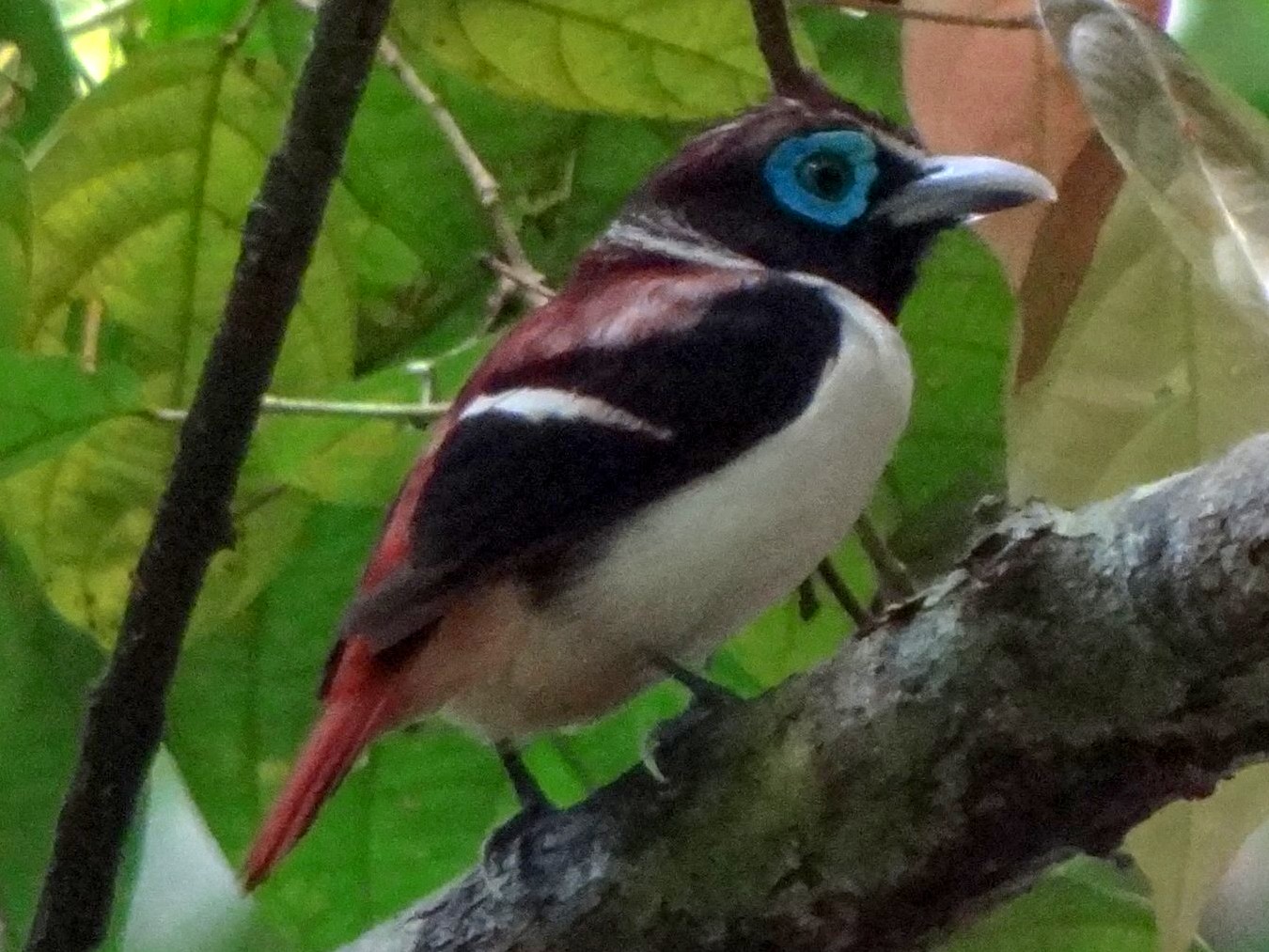 Visayan Broadbill - eBird
