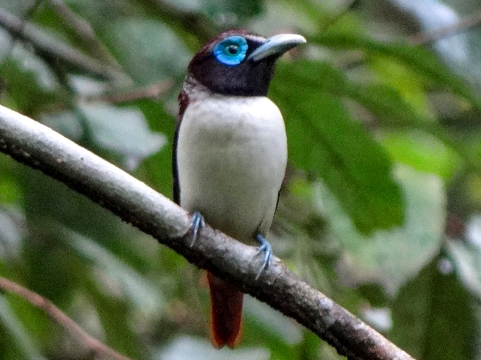 Visayan Broadbill - eBird