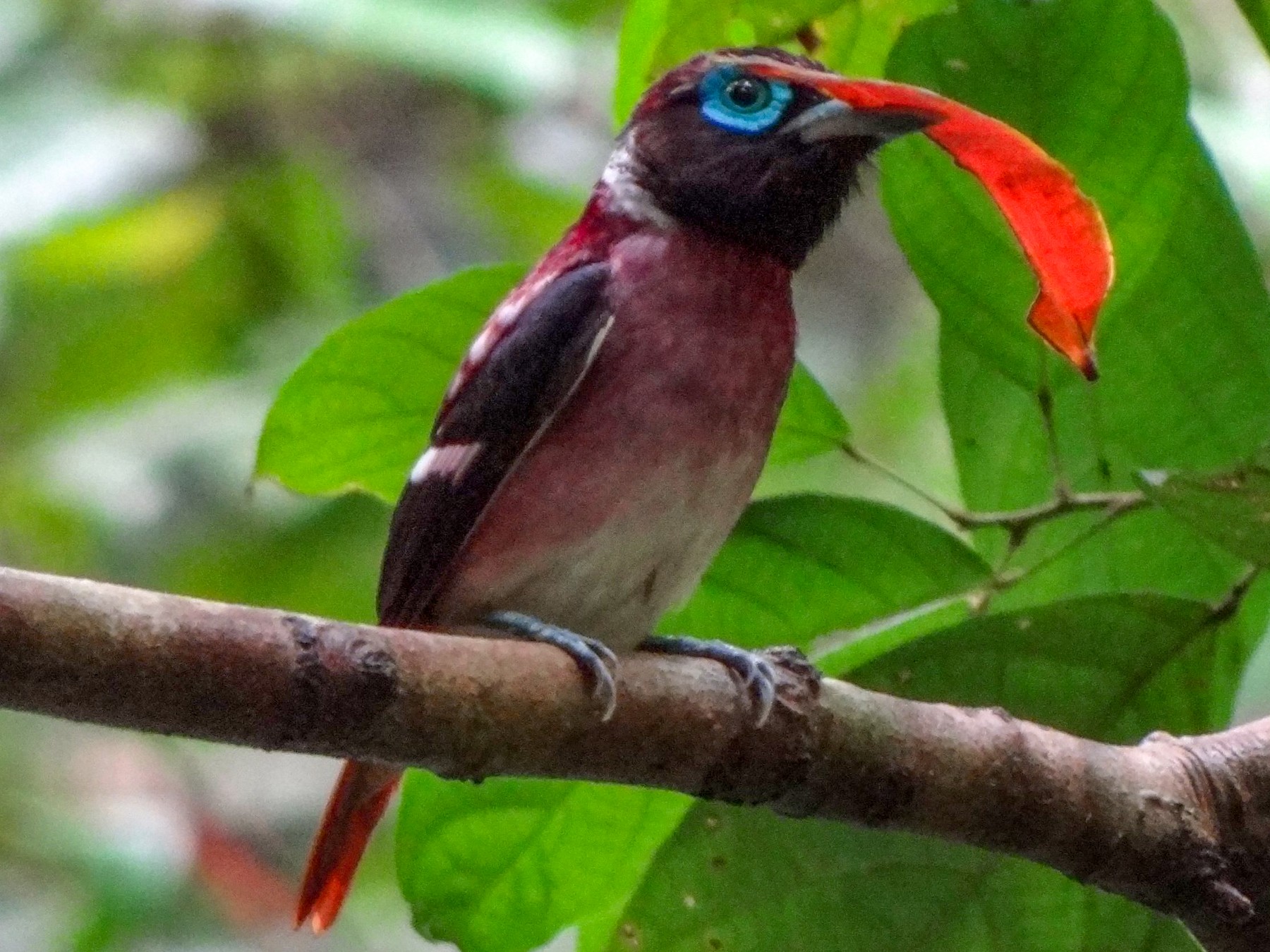 Visayan Broadbill - eBird