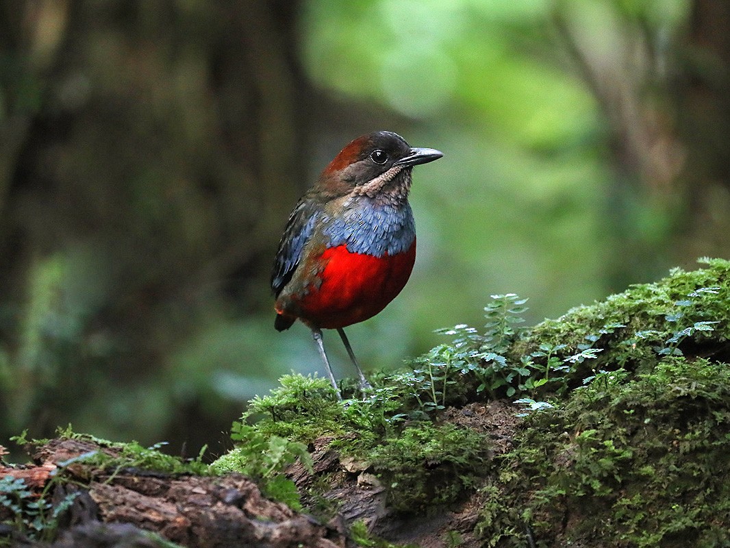 Whiskered Pitta - eBird