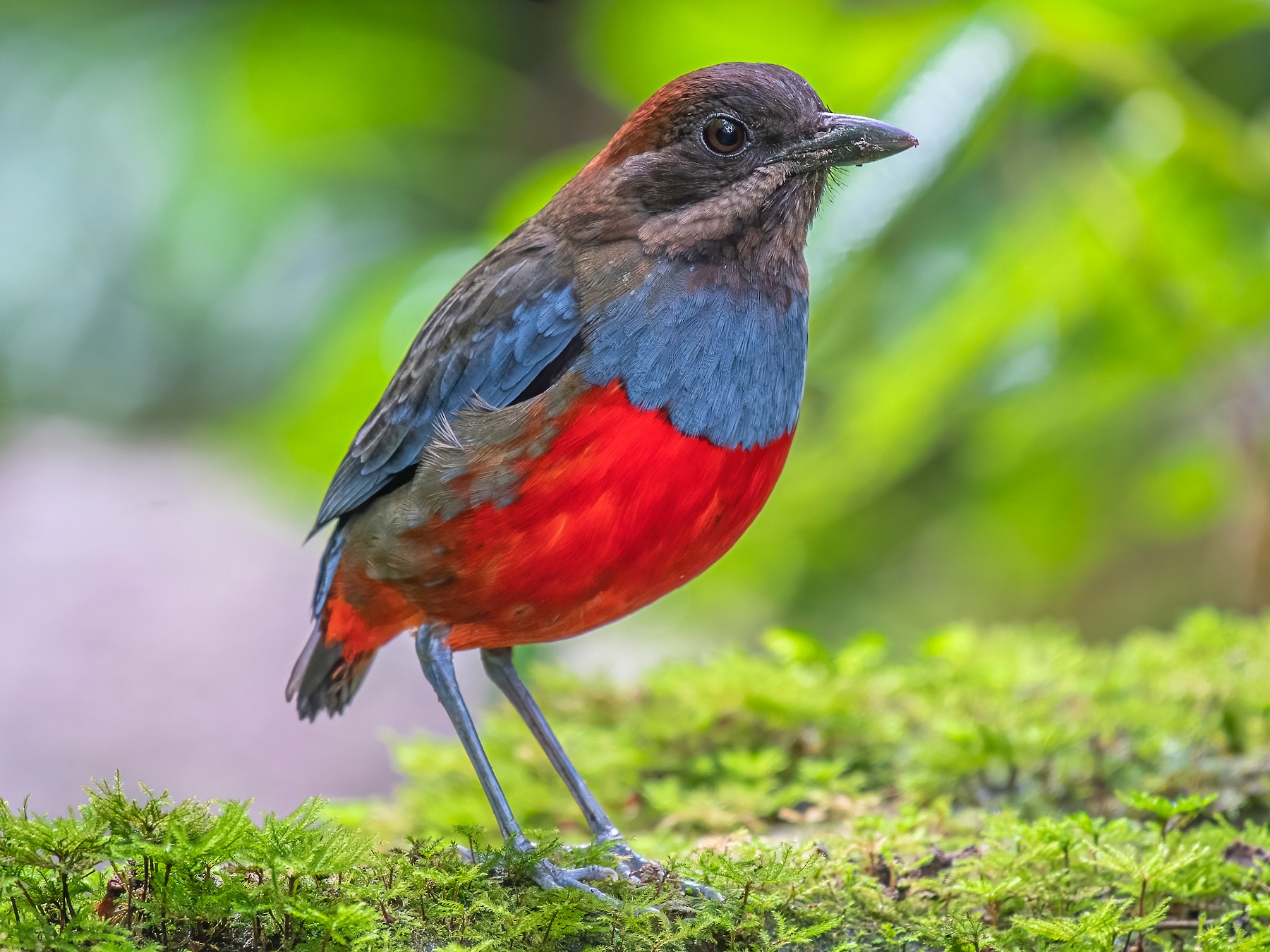 Whiskered Pitta - eBird