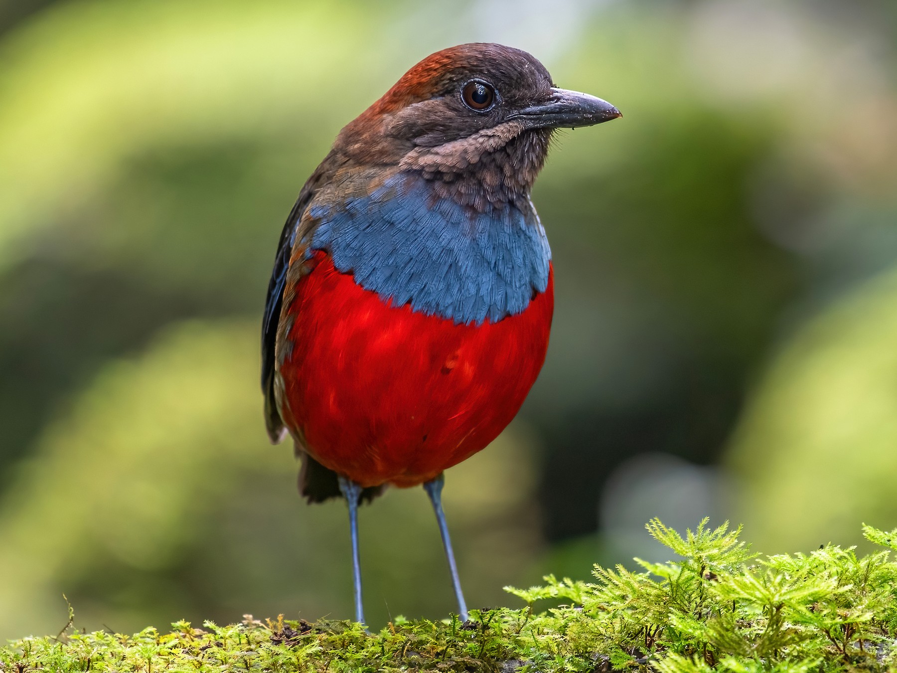 Whiskered Pitta - eBird