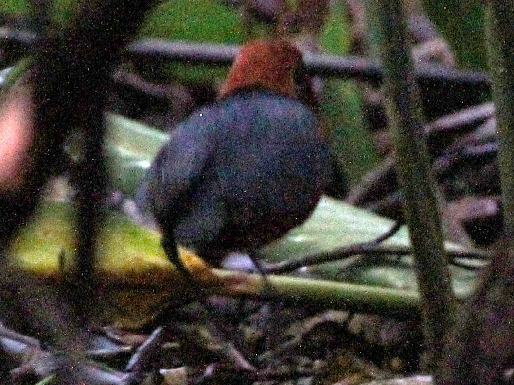 Tabar Pitta - eBird