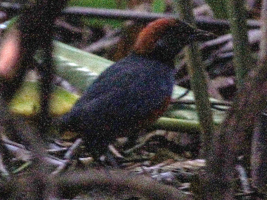 Tabar Pitta - eBird