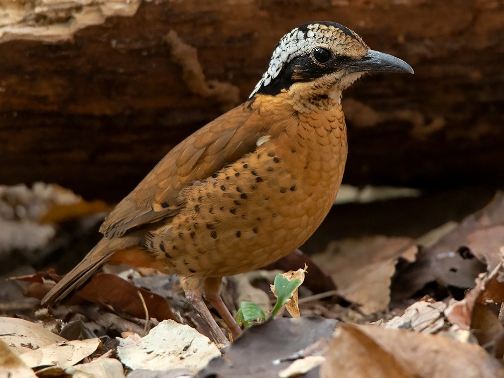 Eared Pitta - eBird