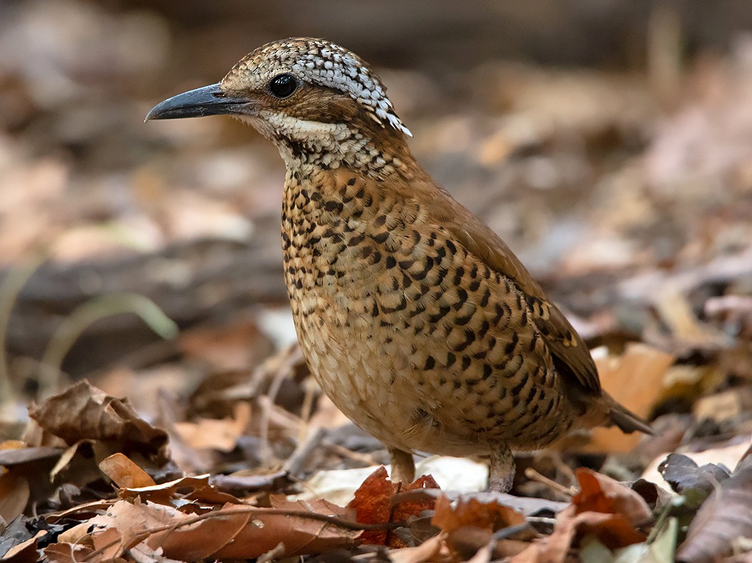 Eared Pitta - eBird