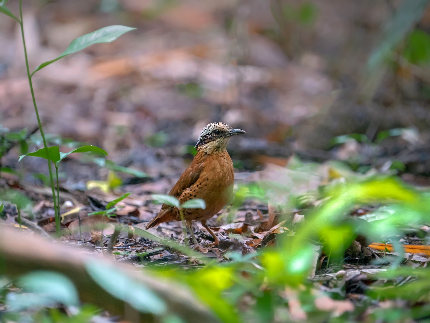 Eared Pitta - eBird