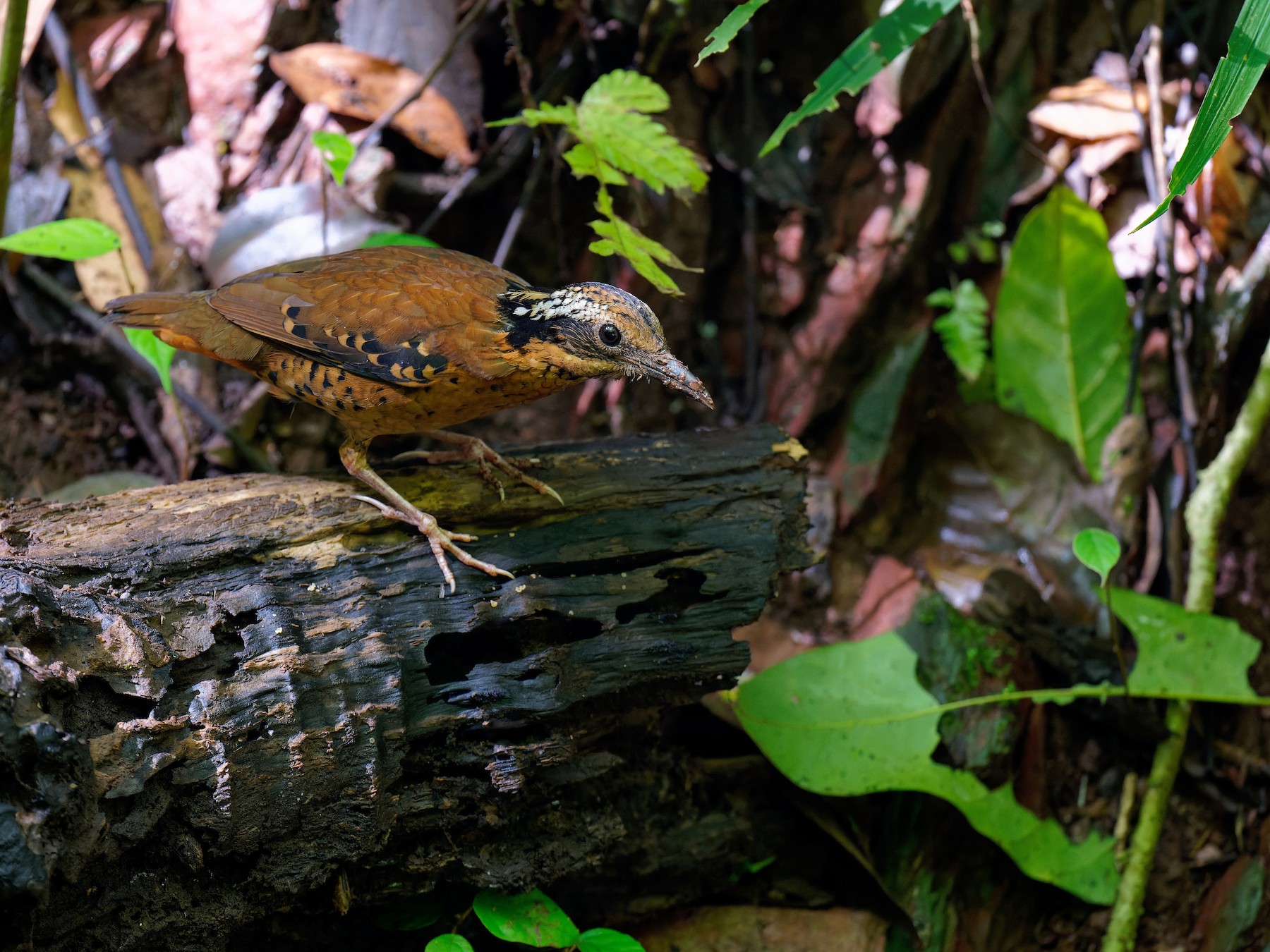 Eared Pitta - eBird