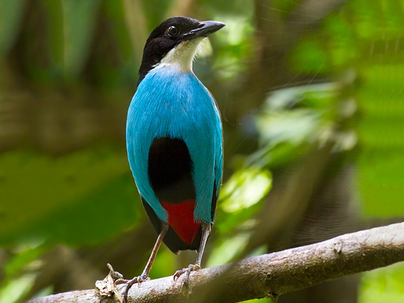 Azure-breasted Pitta - eBird