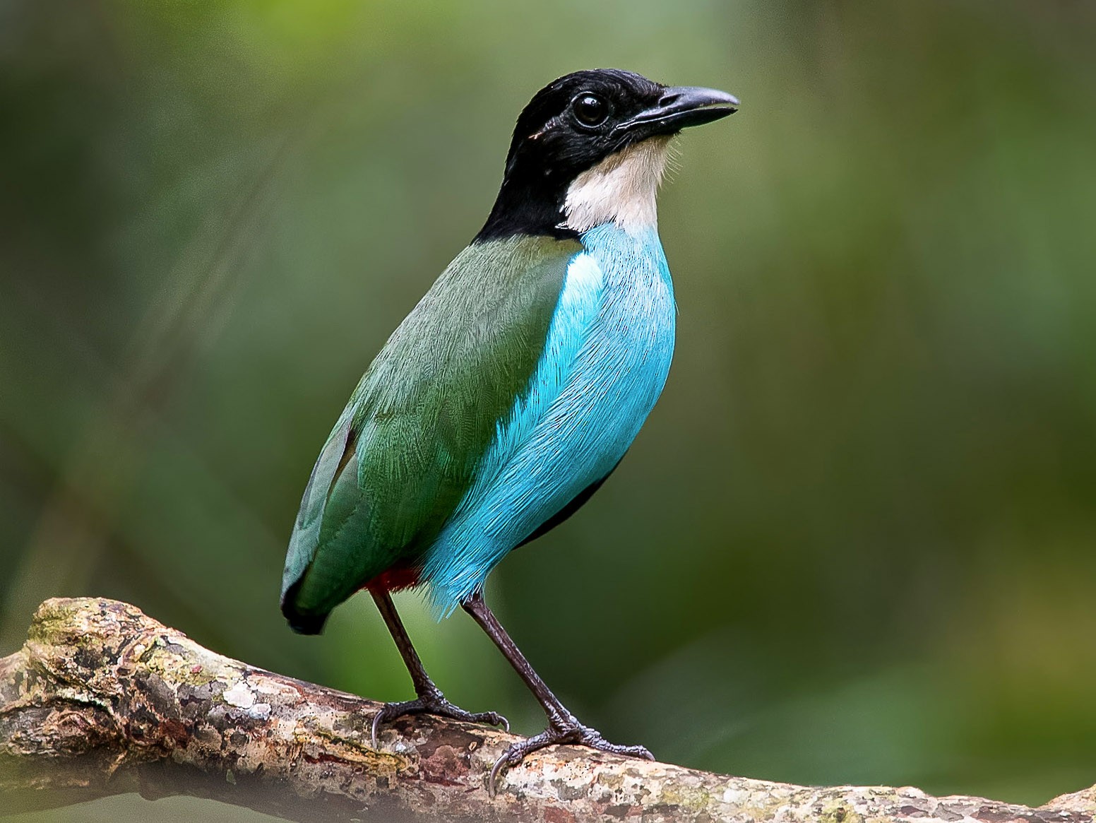 Azure-breasted Pitta - eBird