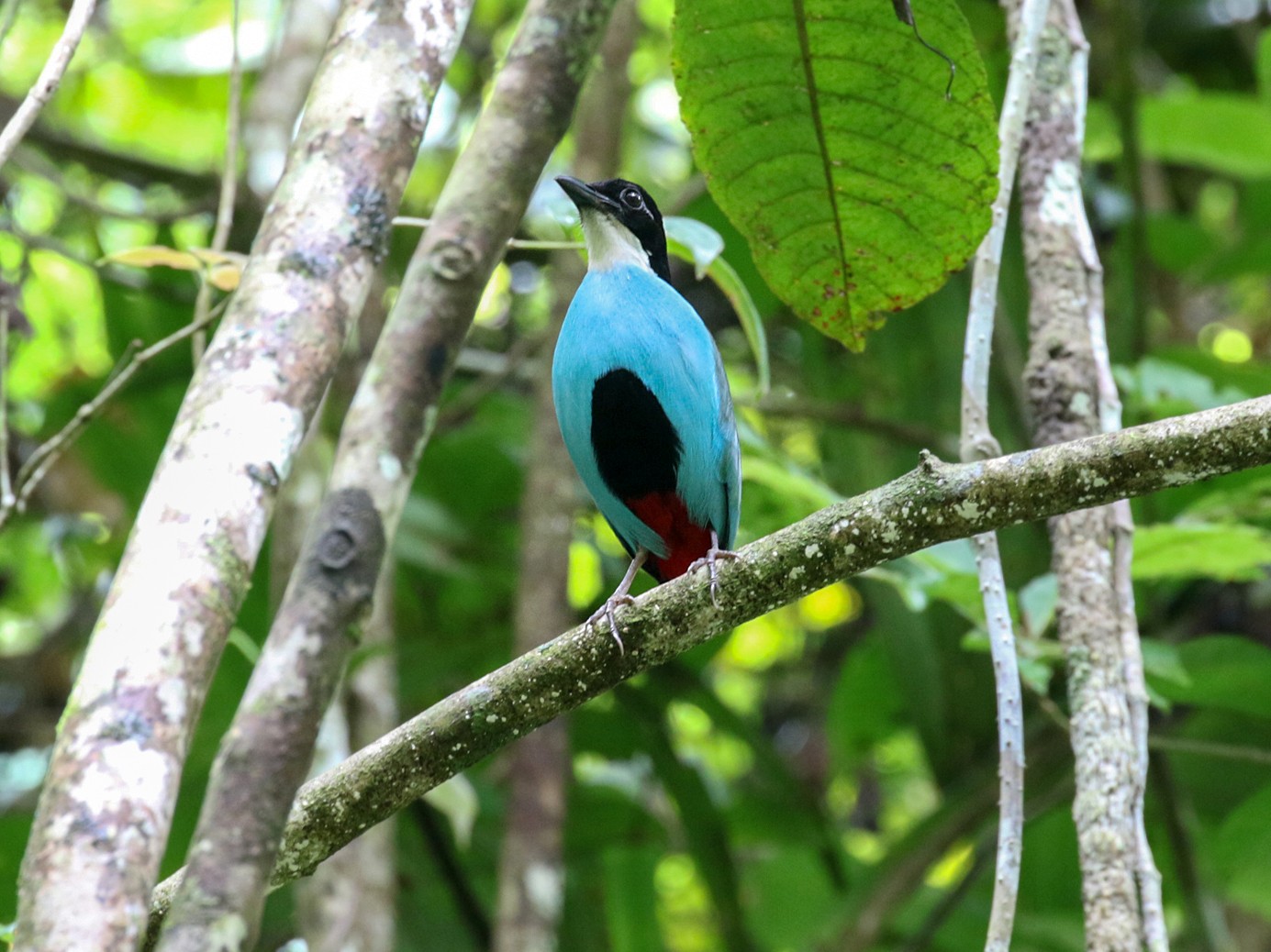 Azure-breasted Pitta - eBird