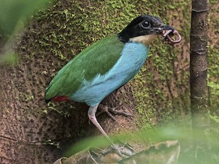 Azure-breasted Pitta - eBird