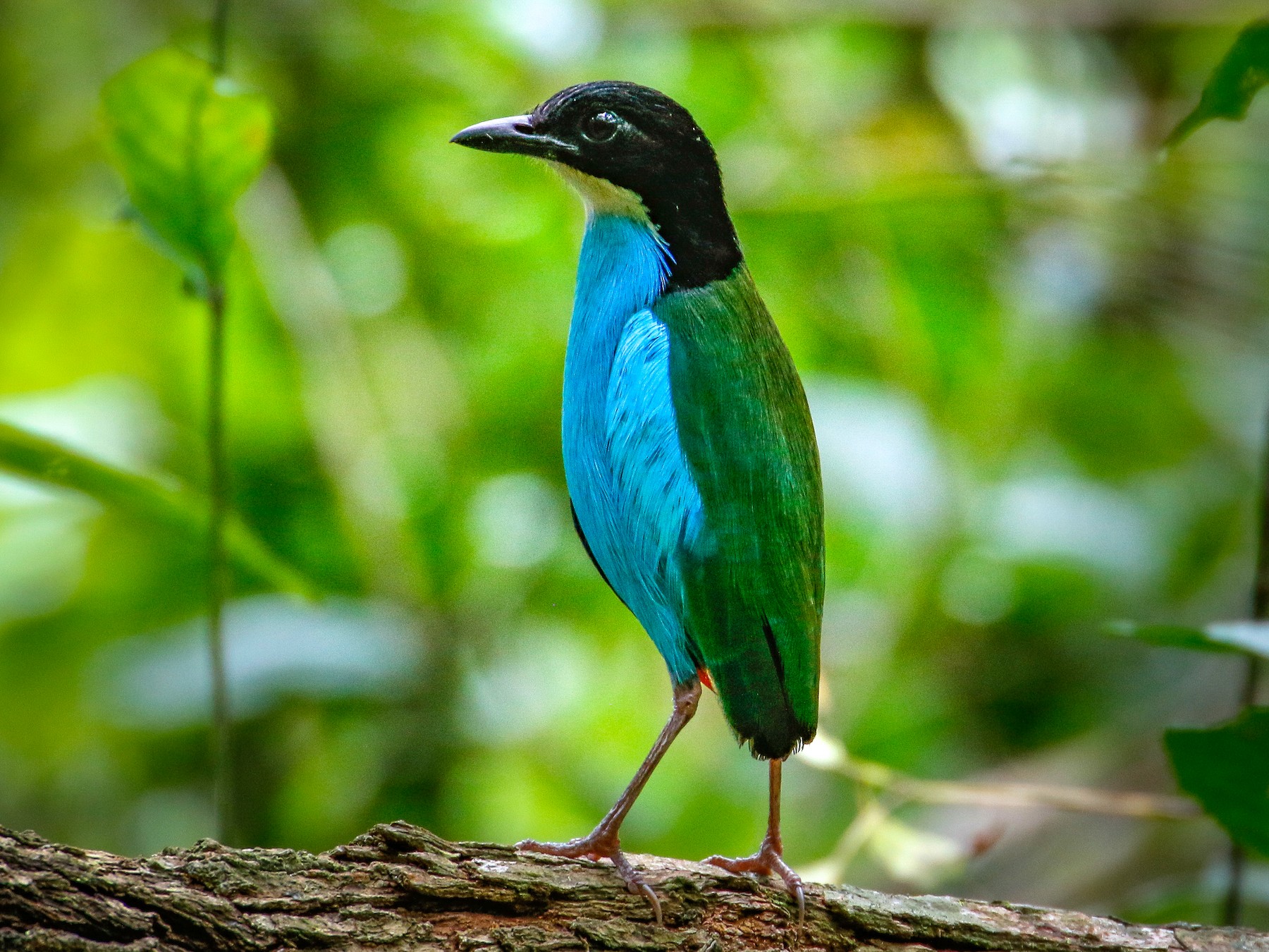 Azure-breasted Pitta - eBird