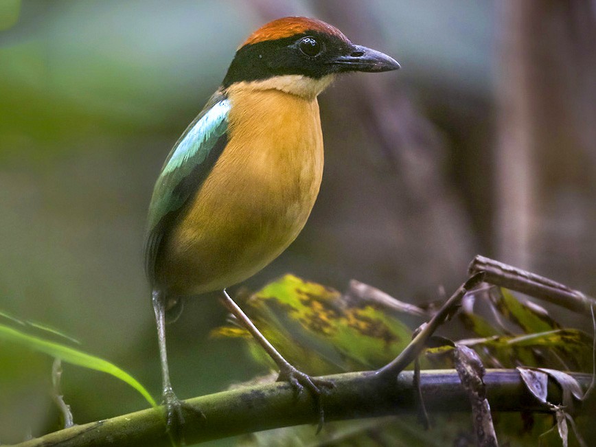 Black-faced Pitta - Pitta anerythra - Birds of the World