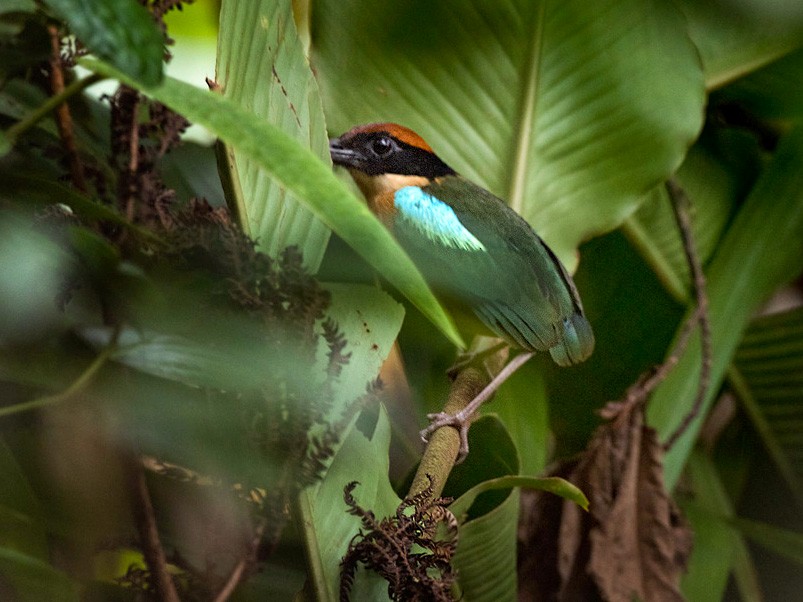 Black-faced Pitta - eBird