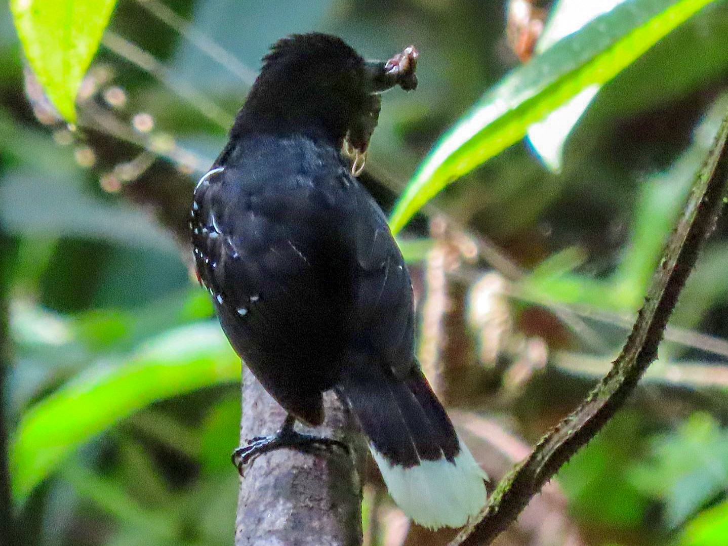 Band-tailed Antshrike - eBird