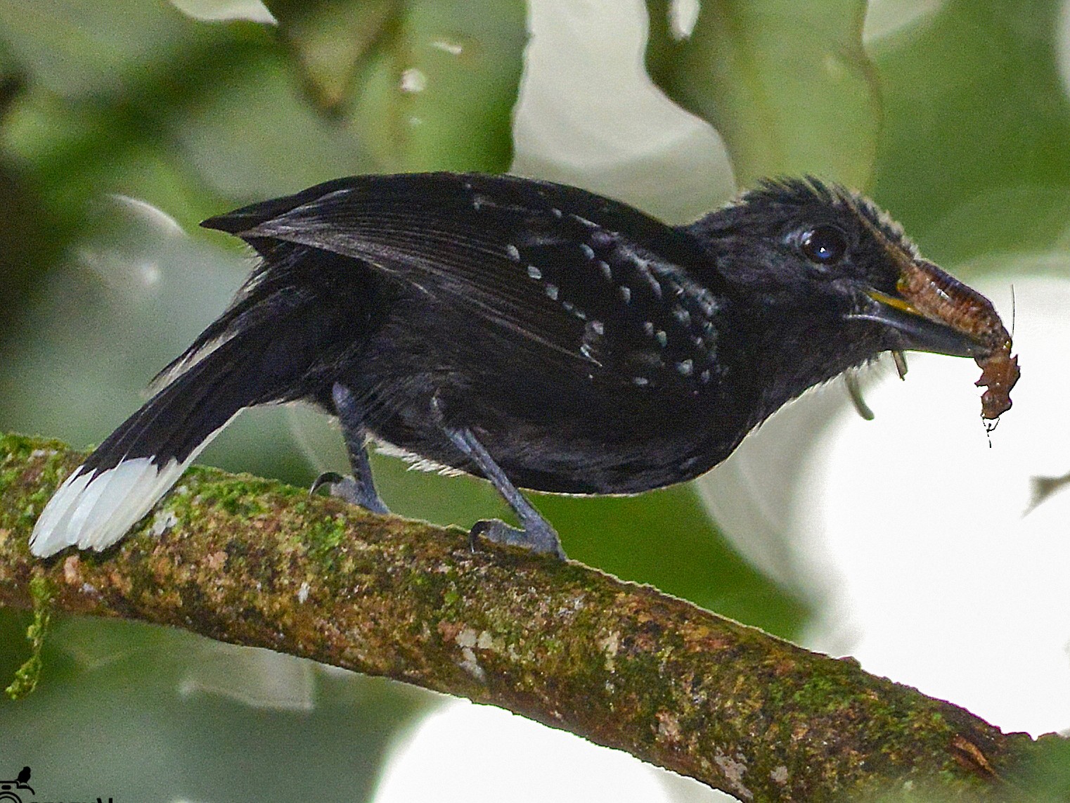 Batará Guayanés - eBird