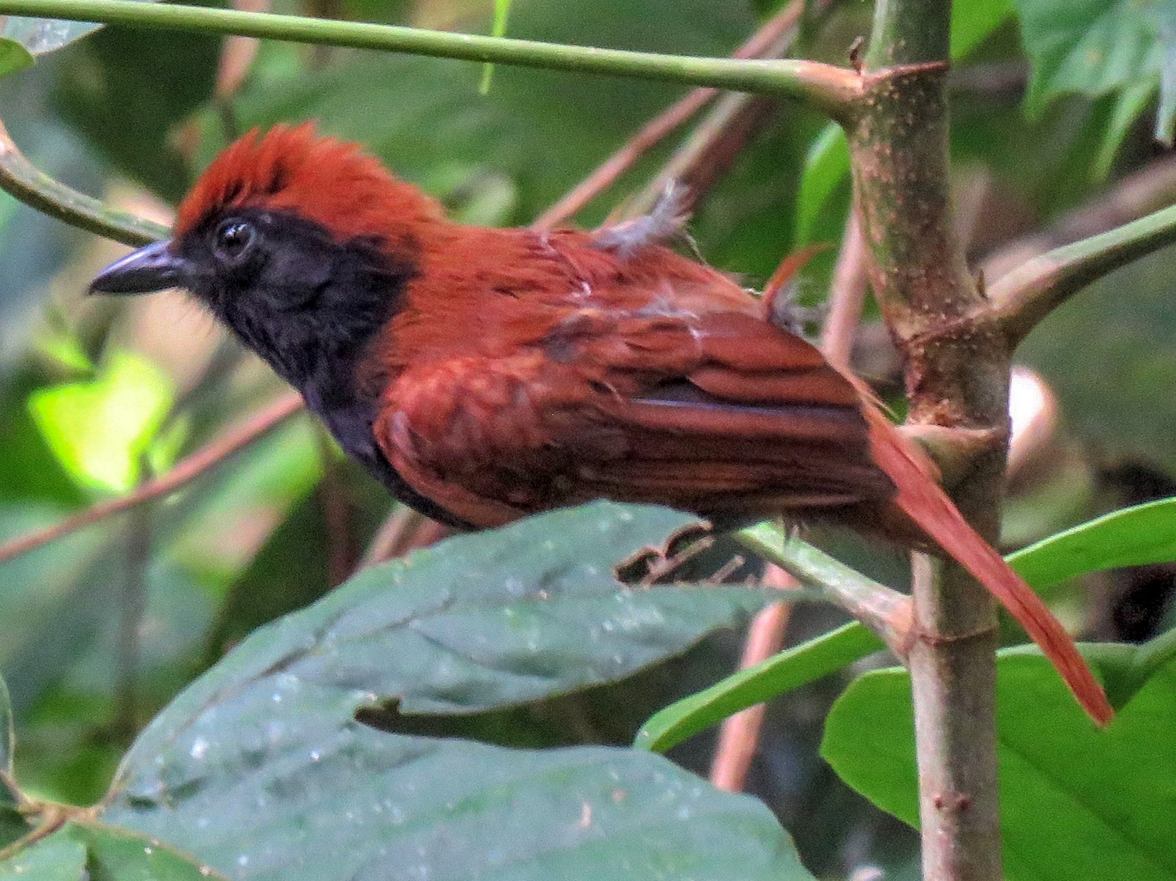 Band-tailed Antshrike - eBird