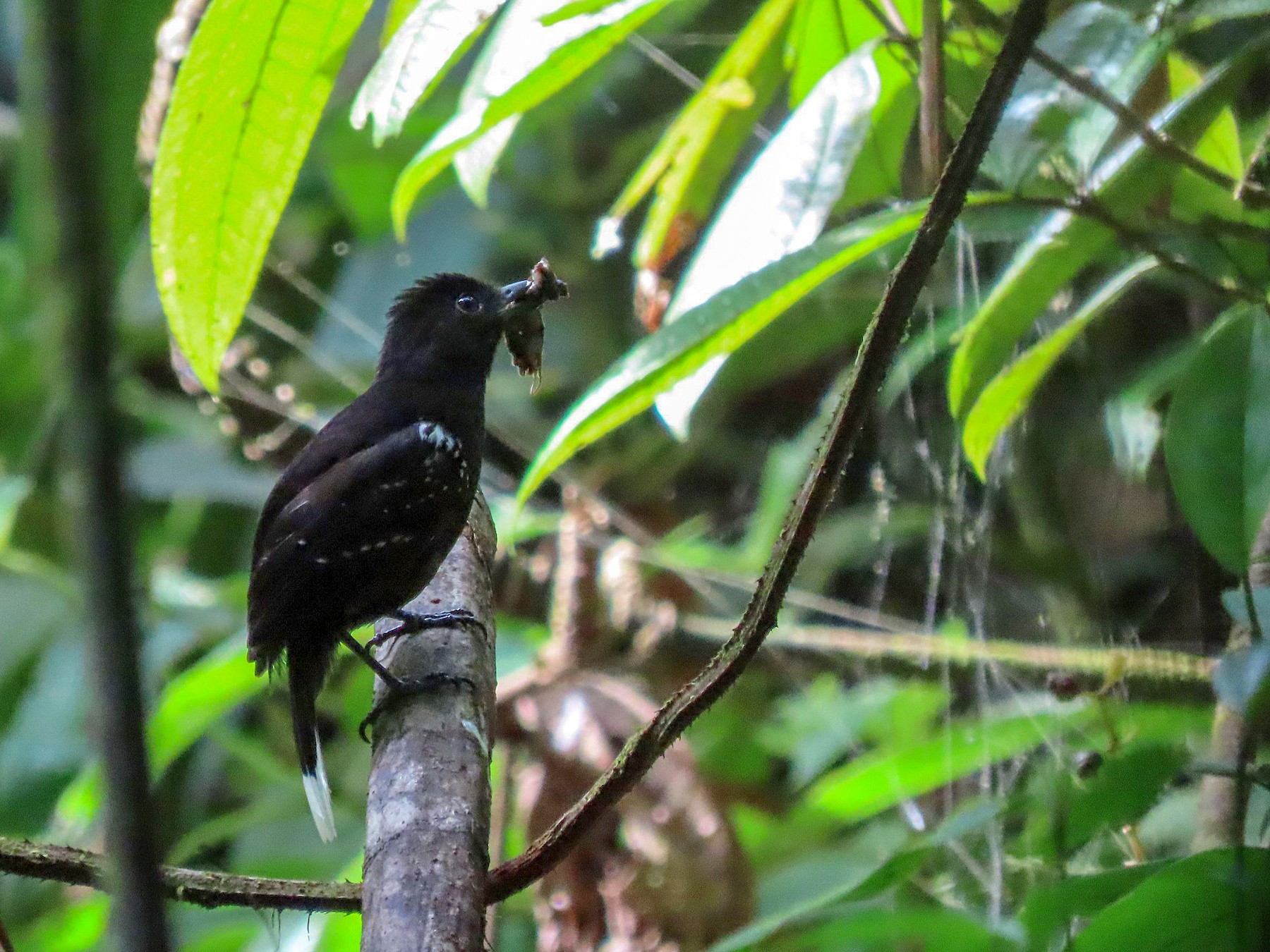 Batará Guayanés - eBird