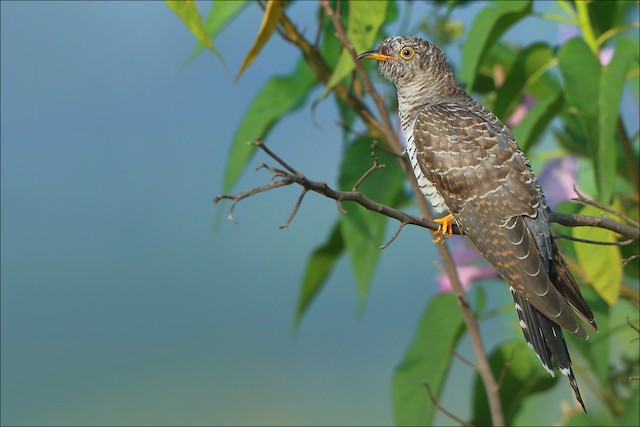 Common Cuckoo
