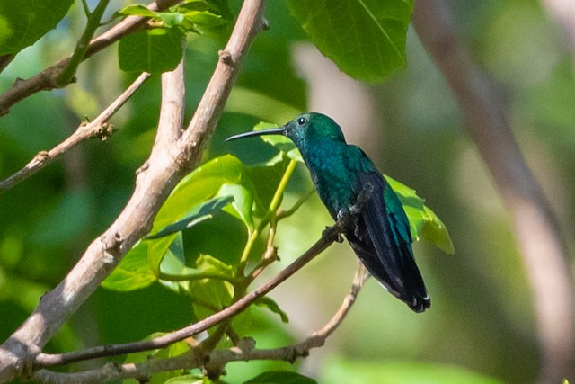 Hummingbirds | RawComposition.com