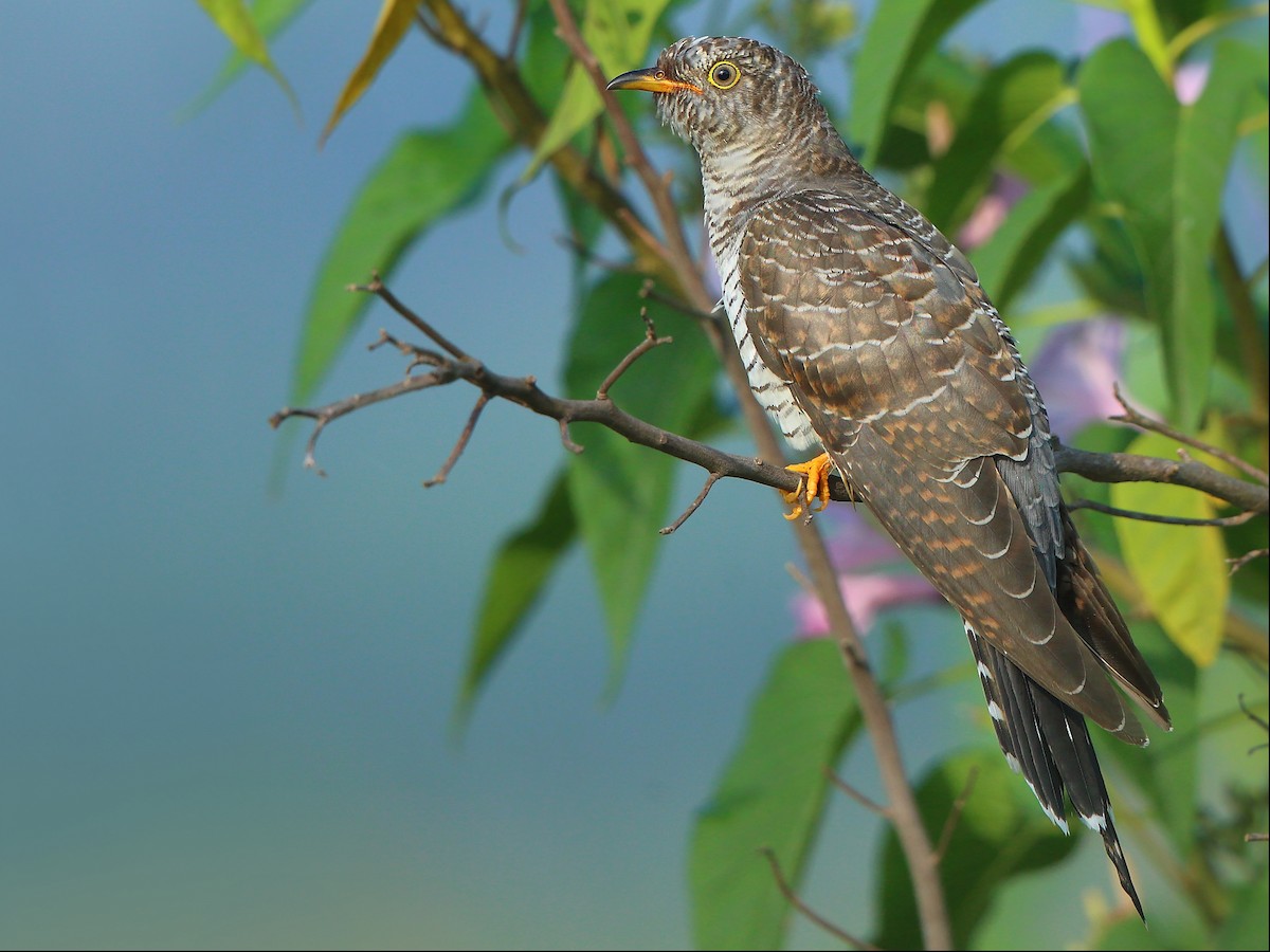 Common Cuckoo - Cuculus canorus - Birds of the World