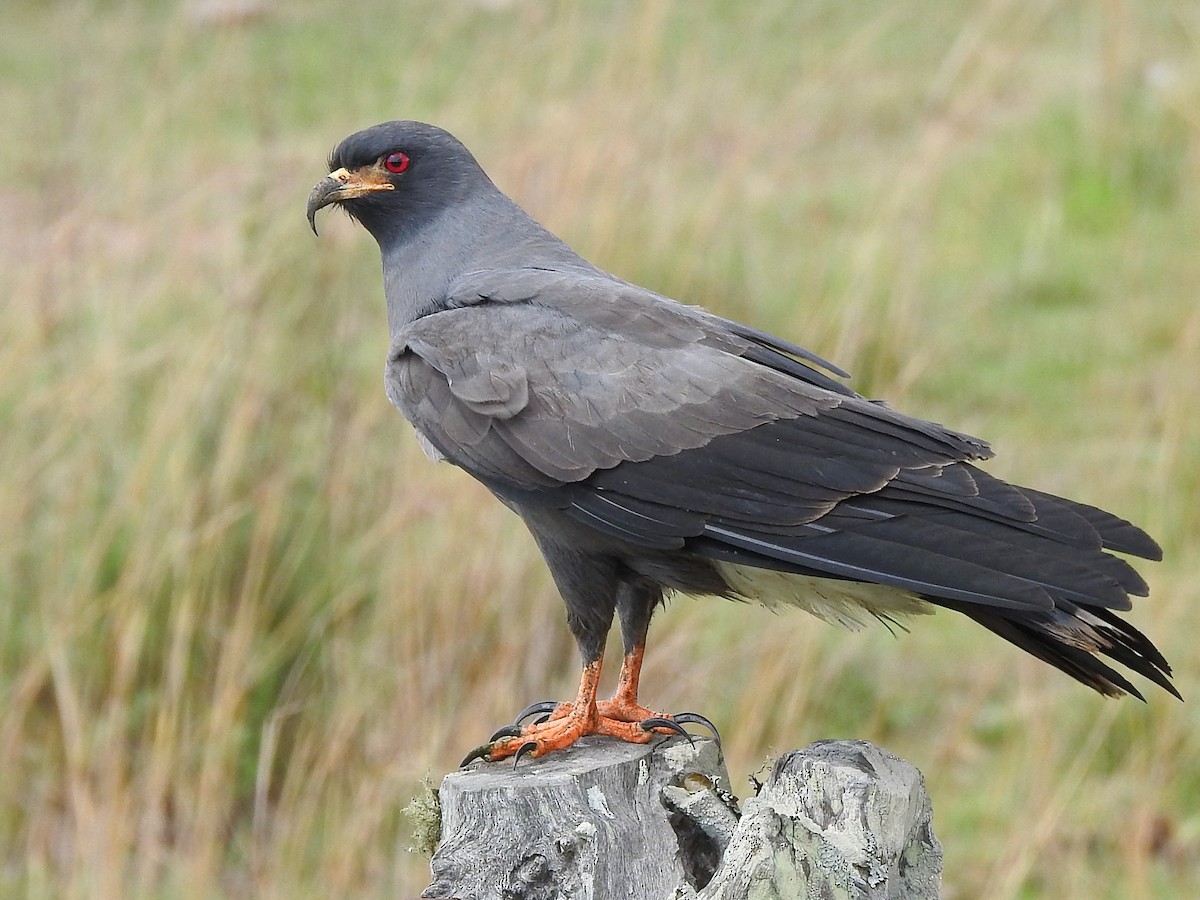 Snail Kite - Rostrhamus sociabilis - Birds of the World