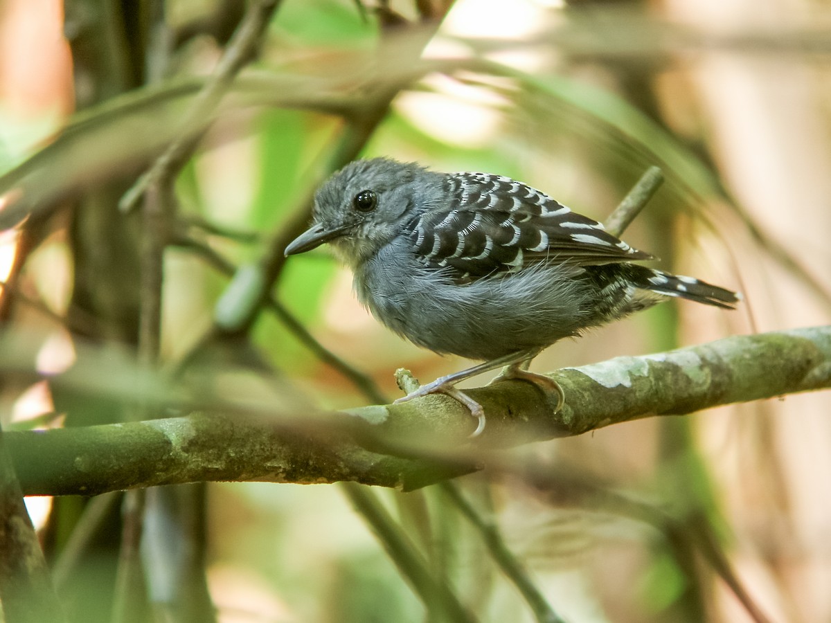 Xingu Scale-backed Antbird - Willisornis vidua - Birds of the World