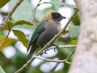 Lesser Antillean Tanager - Stilpnia cucullata - Birds of the World