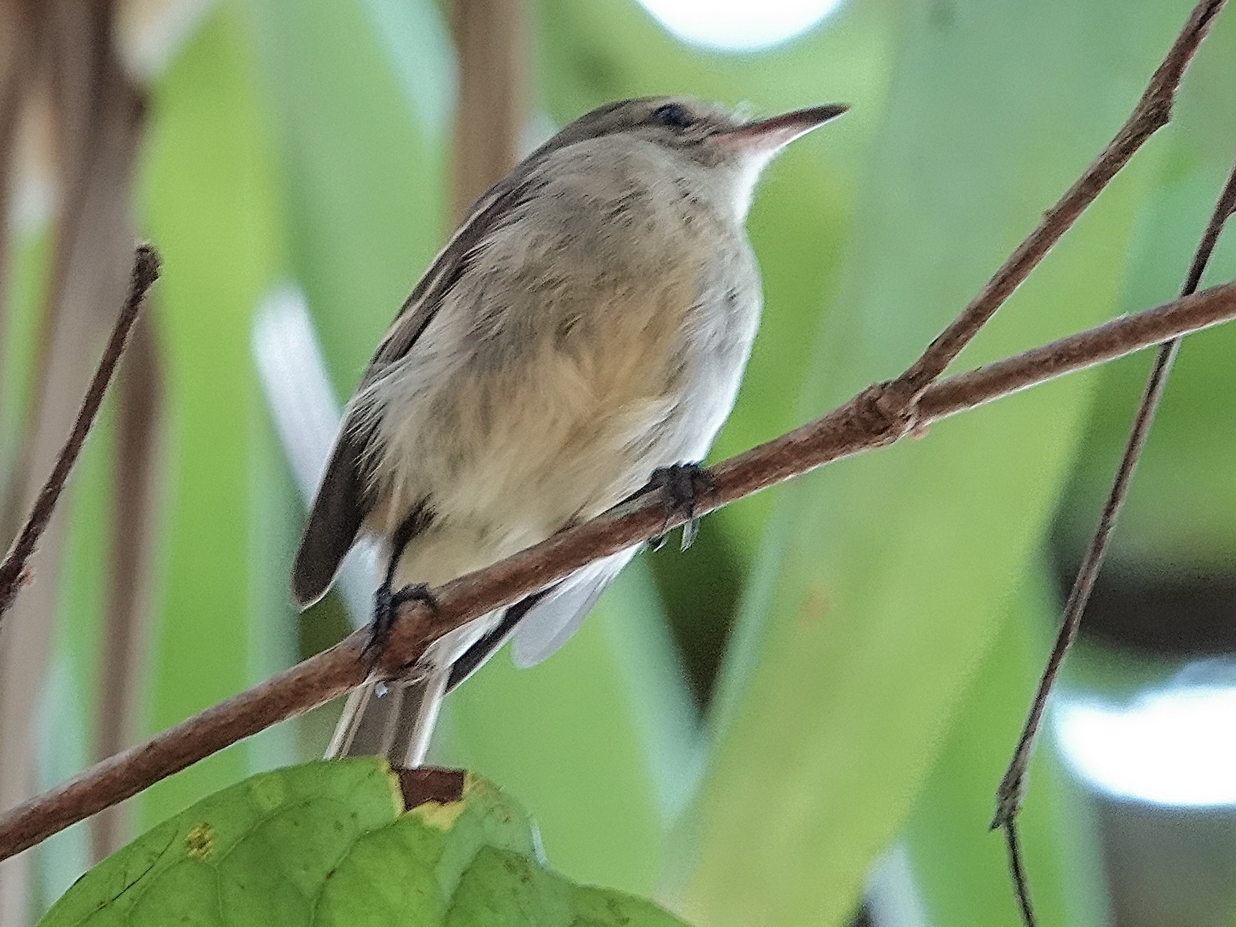 Cocos Tyrannulet - eBird