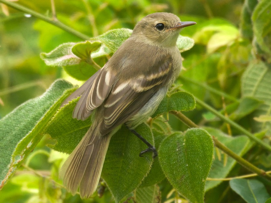 Cocos Tyrannulet - eBird