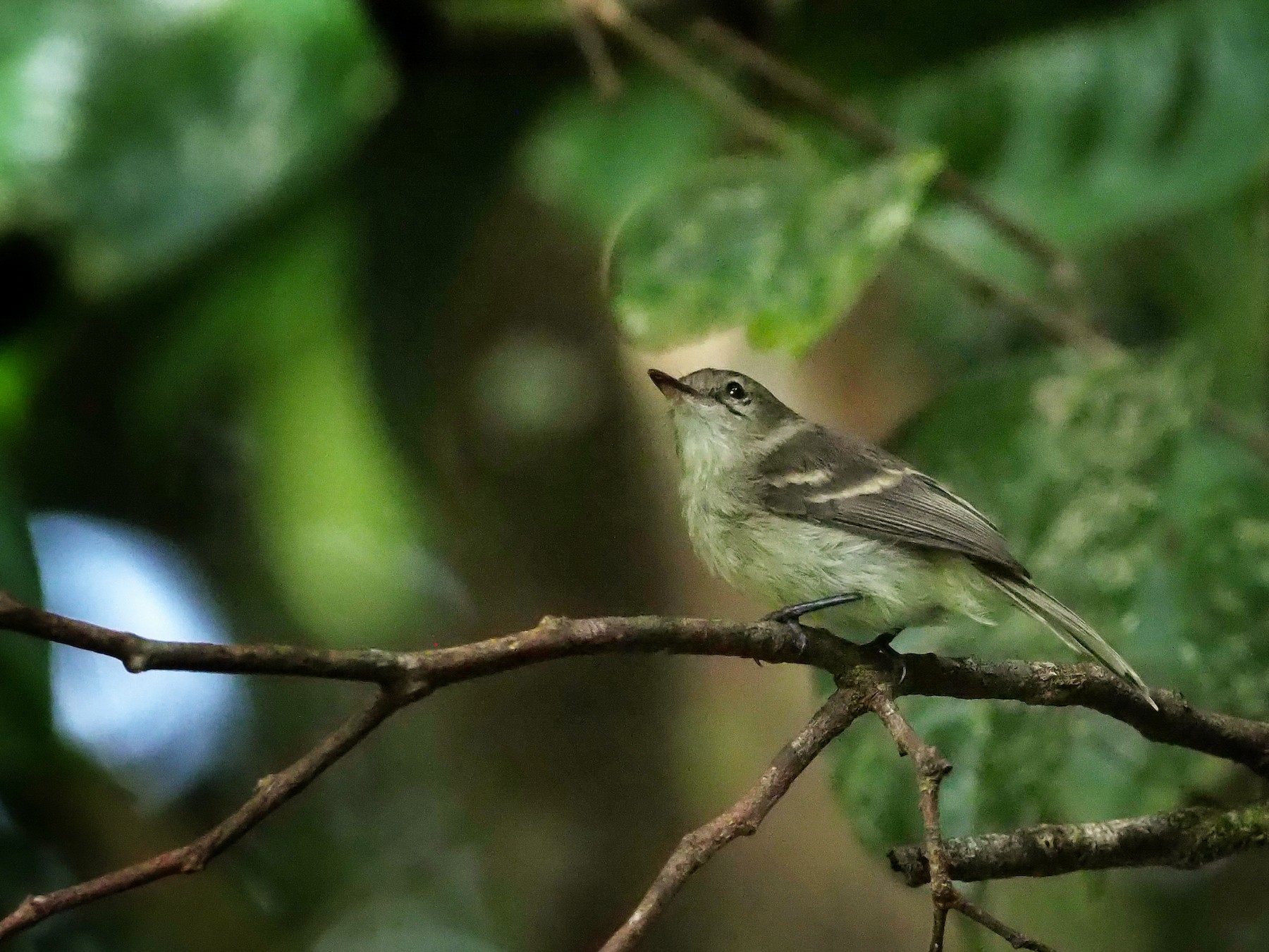 Piojito Isleño - eBird